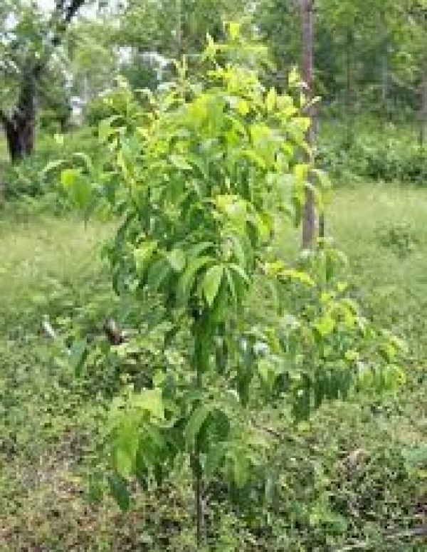 Presiza Dezenvolve Ai-Kameli Sai Valor ba Ekonomia